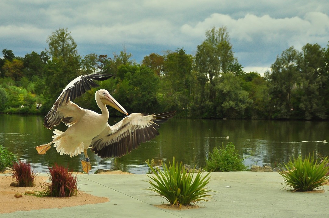 Parc des Oiseaux (Villars les Dombes): 50 ans et des Musicales qui ...