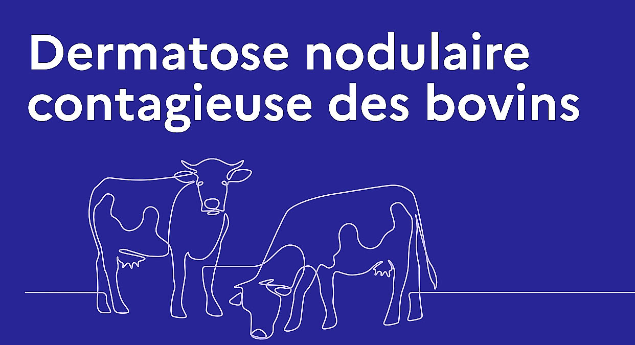 La dermatose nodulaire contagieuse bovine (DNC) au cœur de la Savoie ...
